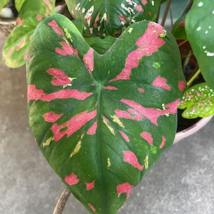 Caladium 'mint Julep' Size #1( 1 Bulb/larger 1-1/2" to 2-1/2") **new ...