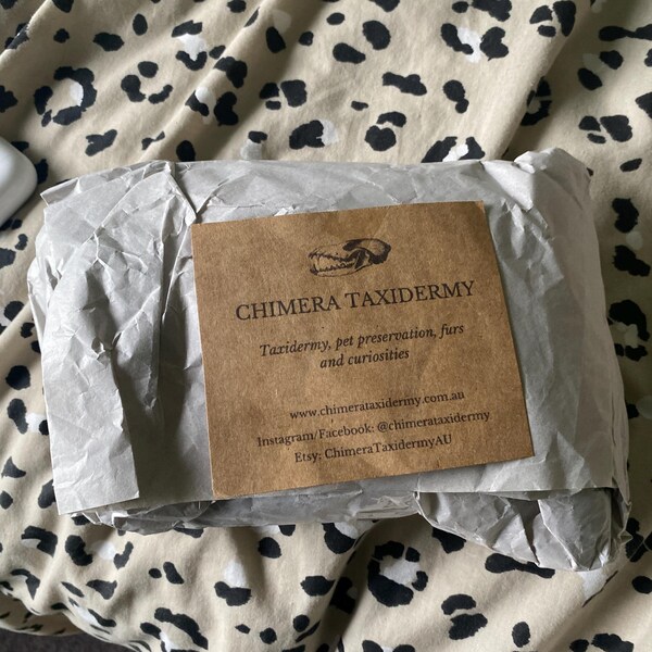 XL Smokey Red Fox Tail (XL and Regular Size), Real Fox Tail, Tails for ...