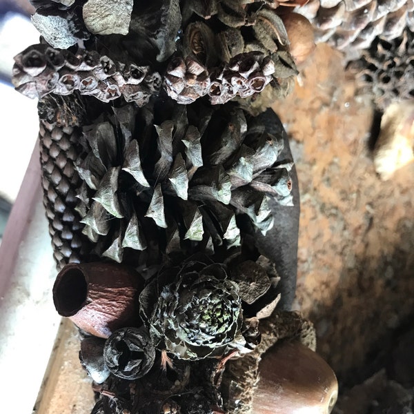 Mini Pinecone Mix! 20+ Assorted Cones From Several Different Conifers ...