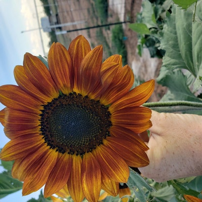 20 Chocolate Cherry Sunflower Seeds Plants Garden Planting Colorful ...