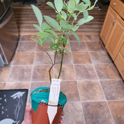 Clearance 20 Ixia Blue Bird Flower Bulbs From Easy to Grow - Etsy