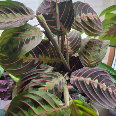 Neon Pothos Live Plant 6 Hanging Basket - Etsy
