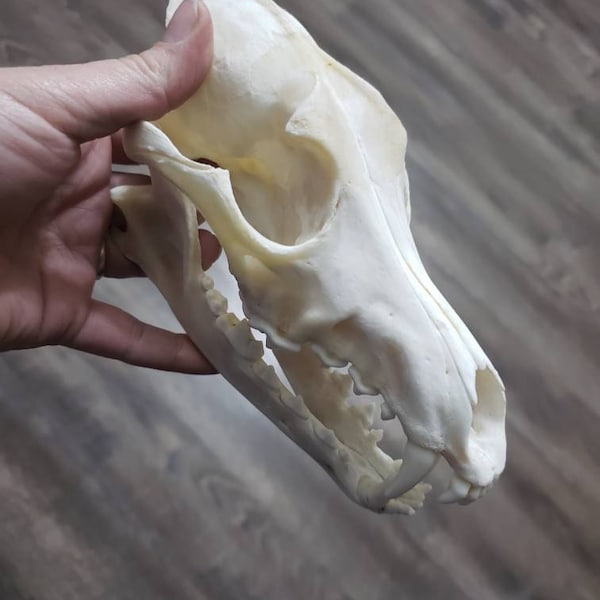Intact Bleached White Muskrat Skull - Etsy