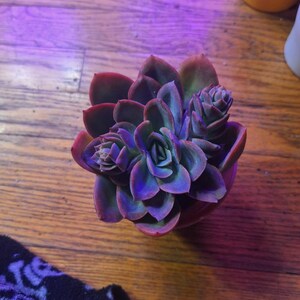 Echeveria Orpet 3.5 Inch Rare Succulent Plants - Etsy