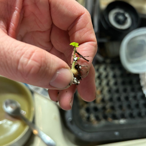 Live Colocasia "redemption", Elephant Ears Super Rare Starter Plant - Etsy