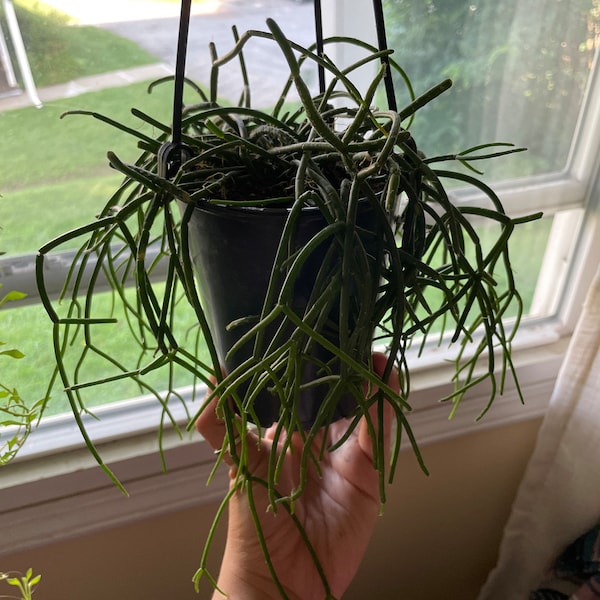 Rhipsalis Baccifera ‘ Mistletoe Cactus ‘ Rare Succulent Live Hanging ...