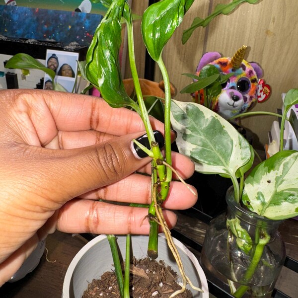 Pothos Kit Ready to Grow Pothos Pothos Variety Pack Epipremnum Aureum ...
