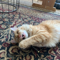 20 Ct Mini Matatabi Cat Chew Sticks All Natural Catnip Alternative ...