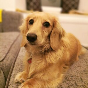 Ruby Red Cockapoo Print Cockapoo Wall Art - Etsy