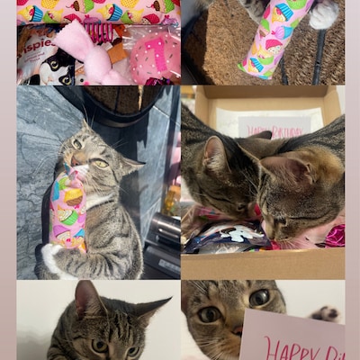 Personalised Cat Birthday Gift Box, Gotcha Day Presents, Pet ...