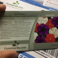 Echinacea Purple Coneflower Cheyenne Spirit Wildflower Seed Mix for ...