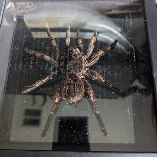 Rustic Emerald Green Volcanic Ash Glass Point man Made Glass - Etsy