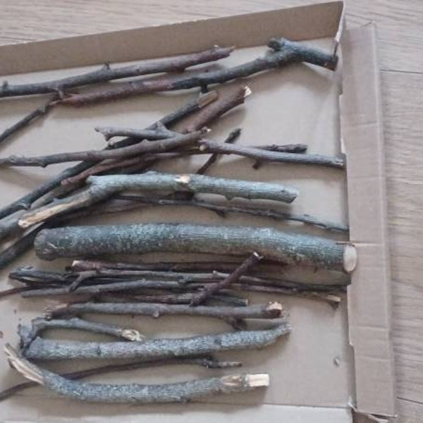 Natural Silver Birch Hardwood Round Log Slices Rustic Green Hard Wood ...