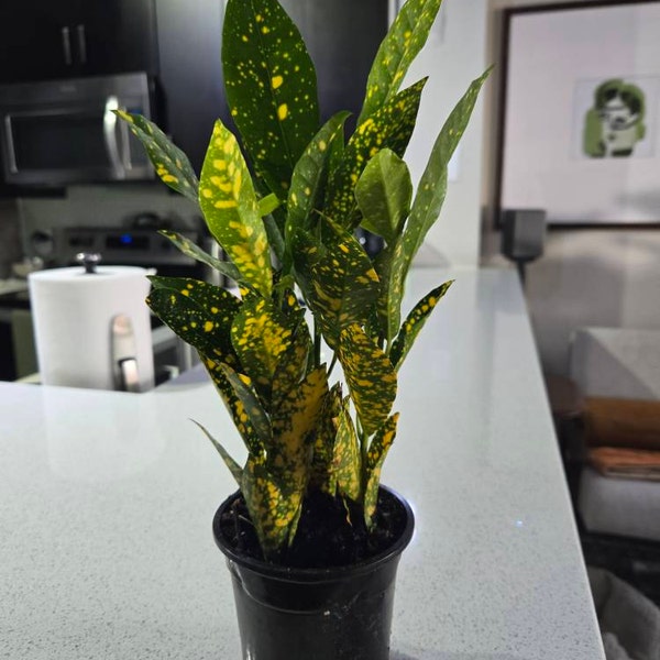 Fiddle Leaf Fig Tree Enamel Pin | Plant-inspired, Patches, Plant Lover ...