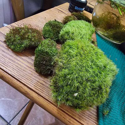 5 Variety Lichen Mix/ Assorted Lichen Variety Bag for Terrarium/ Home ...