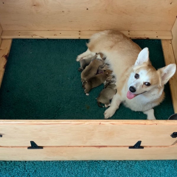 Whelping Box, Weaning Box, Medium, Puppy Pen - Etsy