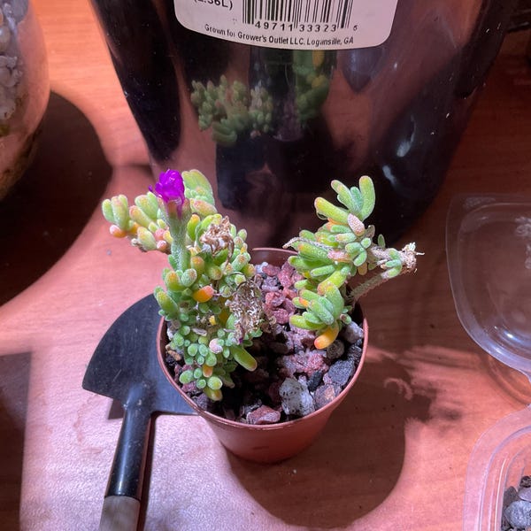 Beautiful Succulent: Dicrocaulon Ramulosum (l.bolus) Ihlenf Purple ...