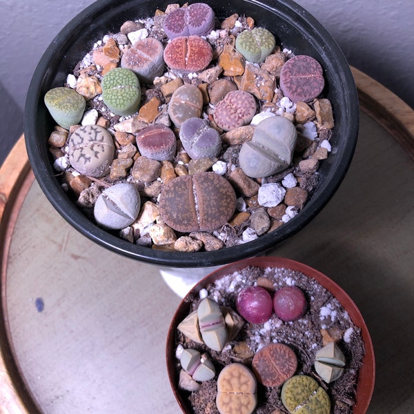 Potted 12-15 Live Exotic Lithops Plant / Choose Your Favorite Pot ...