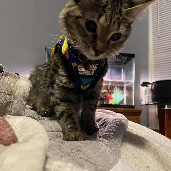 The '90s Cat" Limited-edition Harness & Leash Set - Etsy