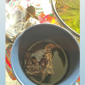 Jamaican Duck Flower Capsules Aristolochia Grandiflora - Etsy