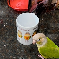 Conure Ripeness Chart Mug - Etsy
