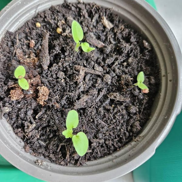 Gerbera Seeds - Gerbera Daisy Flower Seed Mix - 100 Seeds - Etsy