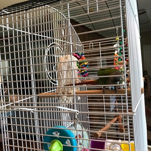 Cockatiel Ladder | Etsy