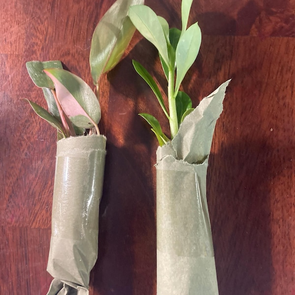 Desert Rose Picotee Aka Adenium Obesum Starter Plant (ALL STARTER ...