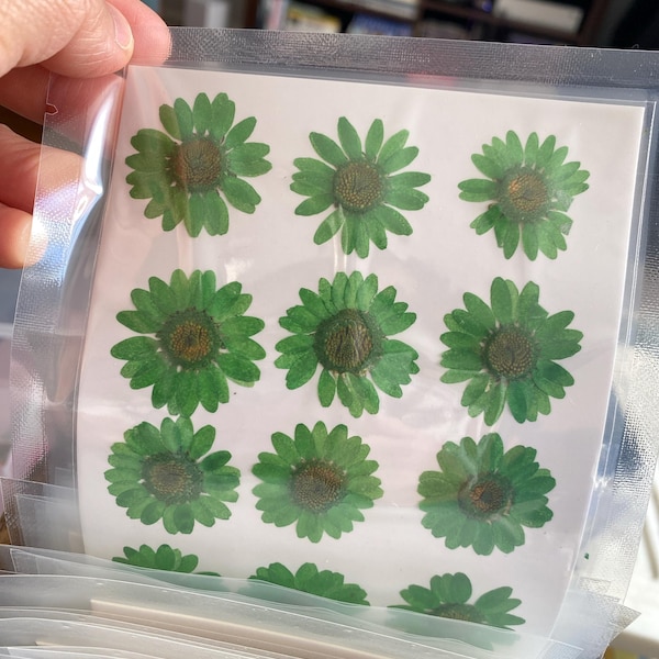 Pressed Dried 4 Leaf Clover for Floral Art Craft Resin Cast - Etsy