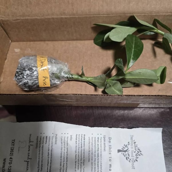 Blueberry Plant Live - Emerald Blueberry Plants for Planting - Southern ...