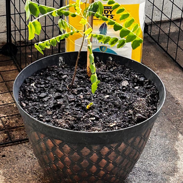 Organic Cassava Yuca Live Plant in Pot or Five Cuttings - No Shipping ...