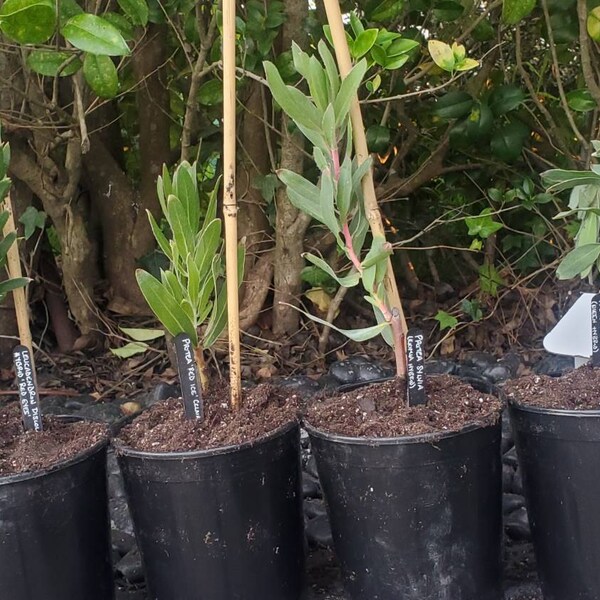 Protea Trish Compacta one Gallon - Etsy