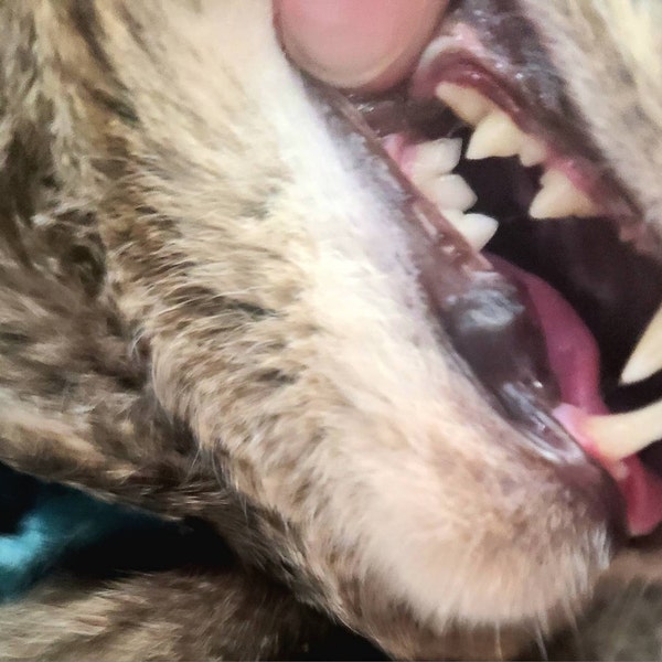 Organic Hot Spot Powder W/ Turmeric for Dogs , Dog Dermatitis, Anti ...