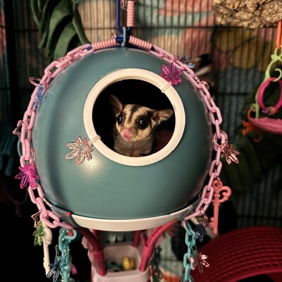 Sugar Glider Small Animal Foraging Pulley Toy-one per Price Alien Toy ...