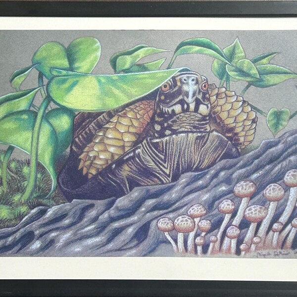 Box Turtle Reptile Art Print - Dax - Etsy