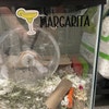 Mouse Hanging Hammock for Small Animals Cage Hammock for Multiple Mice ...
