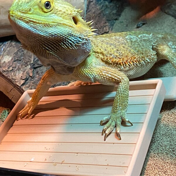 Bearded Dragon Picnic Table Dish: Plastic Reptile Greens Bowl - Etsy