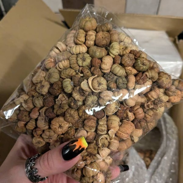 Dried BRACHYCHITON Bottle Tree SEED Pods Unique Natural Pods for Craft ...
