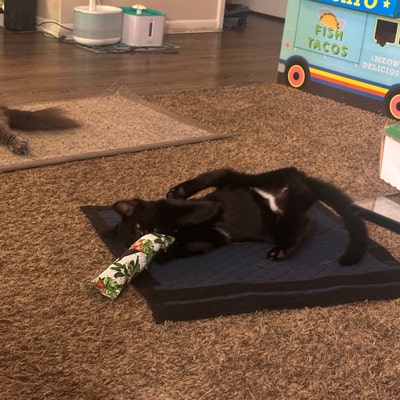 FIP Injection Subcutaneous Fluid Sleeve Wrap Purrito Velcro Vest FIP ...