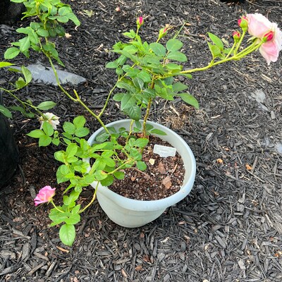 Rose Plant washitsu 和室 ジャパネスクモナムール - Etsy