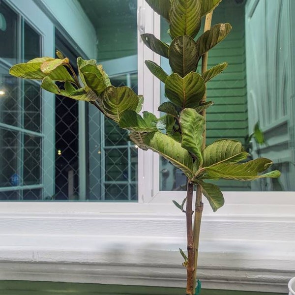 Free Shipping Airlayered Taiwan Ruby Seedless Guava - 2ft Tall Ship in ...