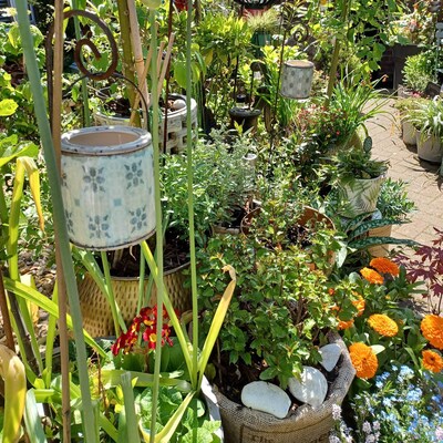 Pair of Garden Cloche Hoops Rusted Border Edging. Allotment. - Etsy UK