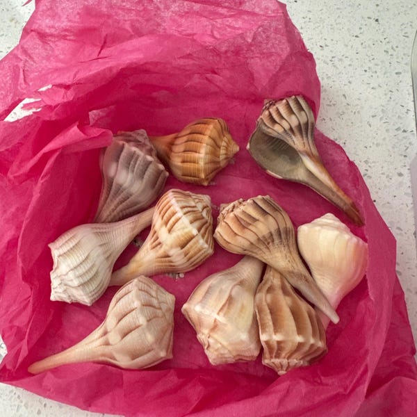 25 Scallop Sea Shells, Florida Scallops, Sanibel Scallop Shells ...