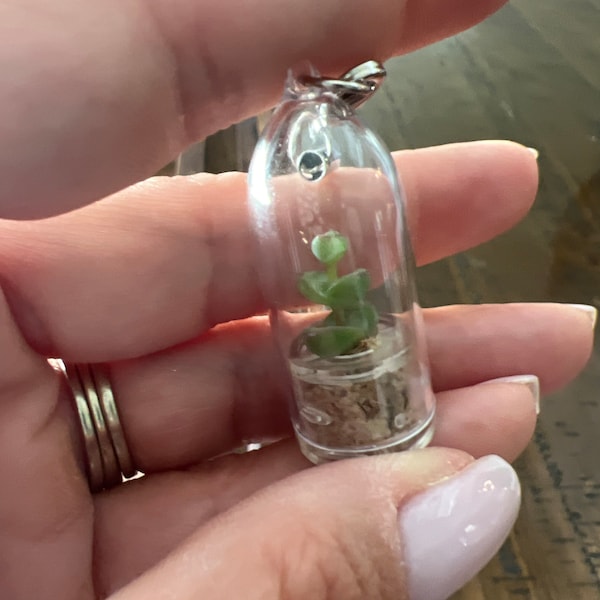 Miniature Live Succulent Terrarium – Boo-boo Plant - Etsy