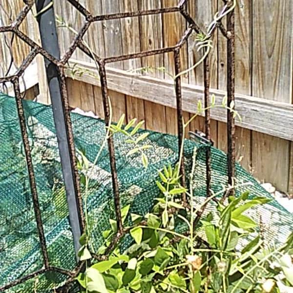 Hosta TRUE Chartreuse With White/cream Edges 'american Dream' in 4.5x5 ...