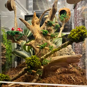 Jumping Spider Sign Post Spooder Lives Here, Spider Hideout Accessories ...