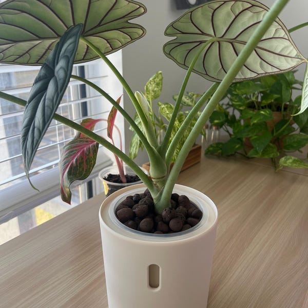 Leca Pots, Semi Hydro Self Watering Planter for Leca and Pon ...