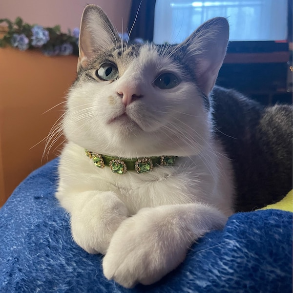 Light Green Embroidered Breakaway Cat Collar, Small Dog Collar, Kitten ...