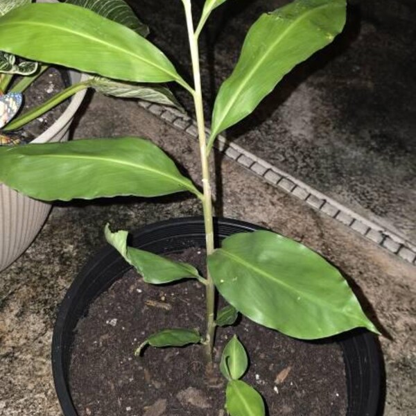 In 4 Inch Pot Rooted Siam Tulip Curcuma Alismatifolia With Bloom/ Ready ...