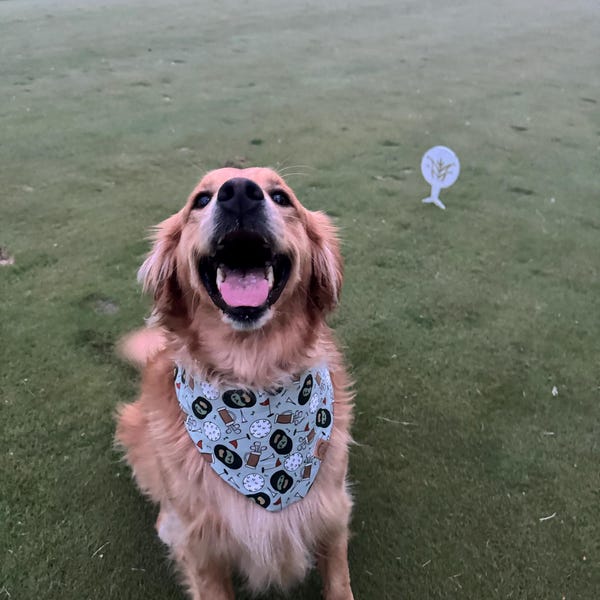 Fil A Dog Bandana | Chicken Nugget Dog Bandana | Chick Dog Bandana ...